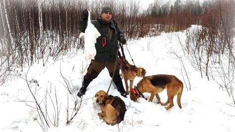 Заяц вышел прямо под ноги охотнику Охота на зайца с Русскими гончими Youtube