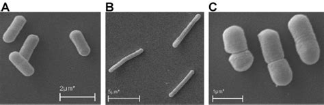 Genome Wide Analysis Of Signal Peptide Functionality In Lactobacillus