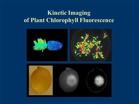 Plant Fluorescence