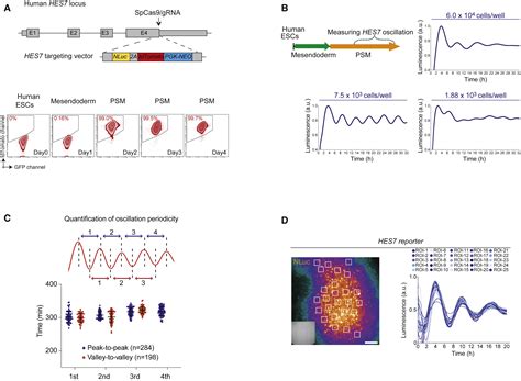 An In Vitro Human Segmentation Clock Model Derived From Embryonic Stem
