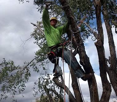 The Tree Professional Tree Trimming Safety Tips