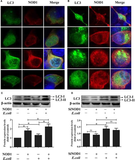 Rabbit Nucleotide Binding Oligomerization Domain 1 Rnod1 Induces
