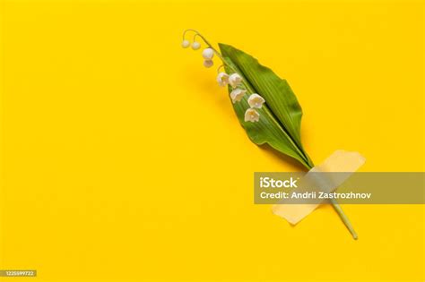 평평한 누워 노란색 배경에 고립 된 끈적 끈적한 테이프와 계곡 꽃의 백합 최소한의 봄 결혼식 이나 생일 선물 카드입니다 꽃 섬세 한 축 하 장식 0명에 대한 스톡 사진 및