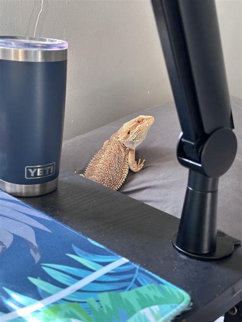 Are Box Elder Beetles Safe For Beardies Rbeardeddragons