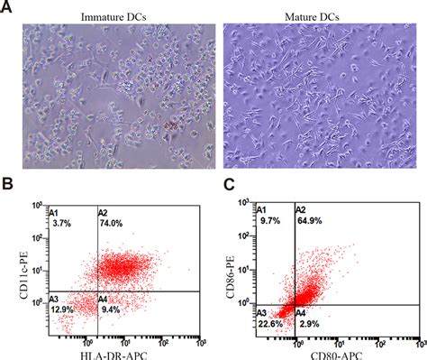 Identification Of Human DCs A Examples Of Immature And Mature DCs Download Scientific