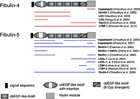 Schematic Presentation Of Fi Bulin 4 And 5 Fibulin 4 And Fi Bulin 5 Download Scientific