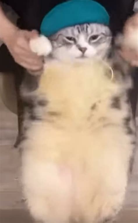 Cat R Catmemes