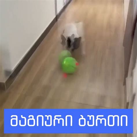 სანამ დარჩა 🎅 გახადეთ თქვენი სახლი განსაკუთრებული ამ ახალი წლისთვის… 🎅 🎅1 ცალი 35ლ 🎅2 ცალი