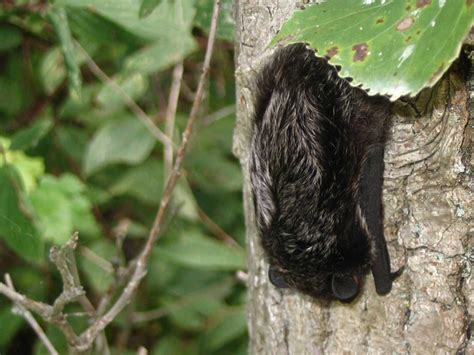 A Silver Haired Bat Tommy Thompson Park Leslie Street Spit