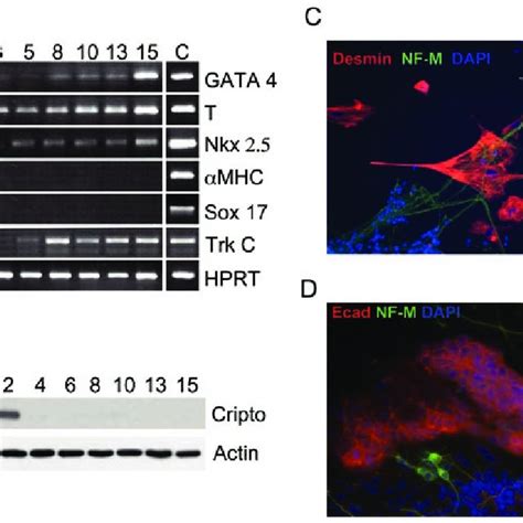 Temporal Expression Pattern Of Mesodermal Endodermal And Neural Crest