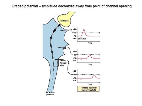 Graded Potential Vs Action Potential Graded Potentials Current