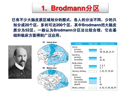 第四讲大脑皮质构筑及功能分区word文档在线阅读与下载无忧文档