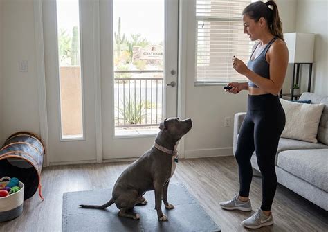 Pit Bull In Grayhawk Socialization Guide For Puppies