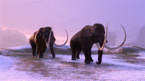 Un mamut volverá a la vida en 2027 tras miles de años en extinción - Viajar