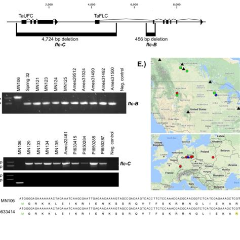 identification of flc b and flc flc c alleles of flc a expanded gene