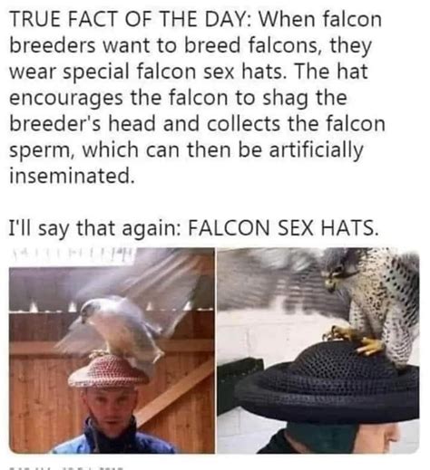 Falcon Sex Hats Album On Imgur