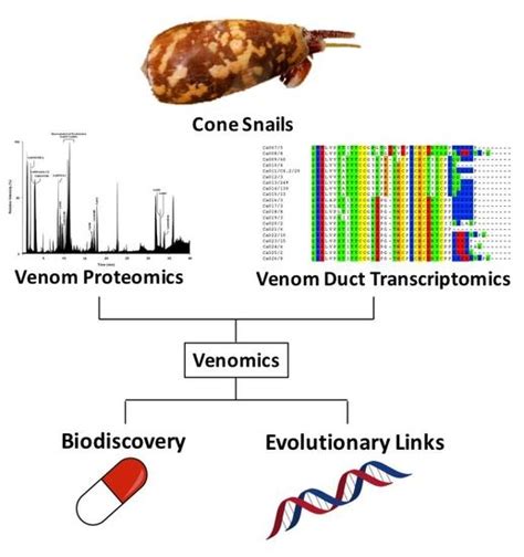 Venomics Accelerated Cone Snail Venom Peptide Discovery