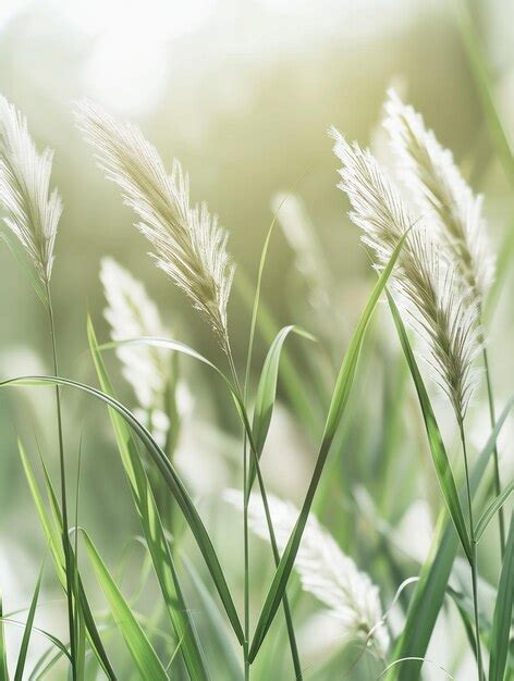 28000 Grass Aesthetics Pictures