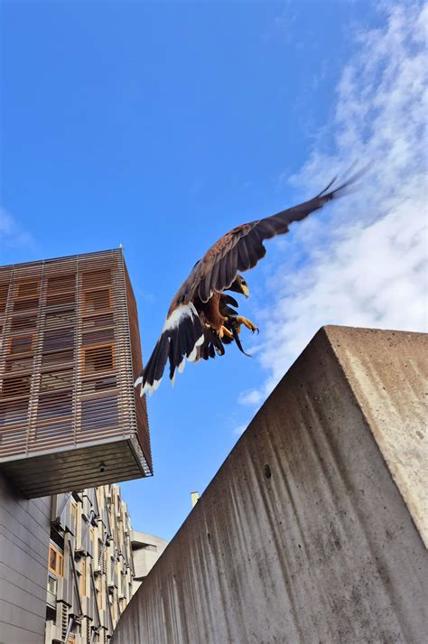 Bird Proofing Aberdeen Bird Netting And Bird Spikes Lppc Environmental