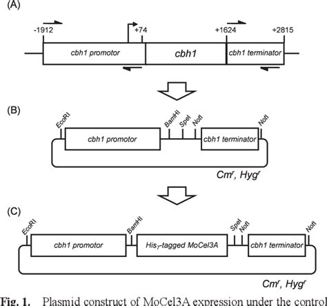 Figure 1 From Enhanced Saccharification By Trichoderma Reesei Expressing A β Glucosidase From