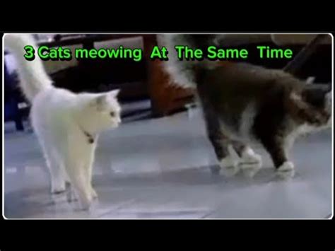 Cats Meowing At The Same Time Youtube