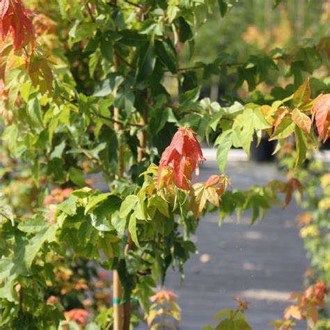 Acer Buergerianum Creekside Nursery