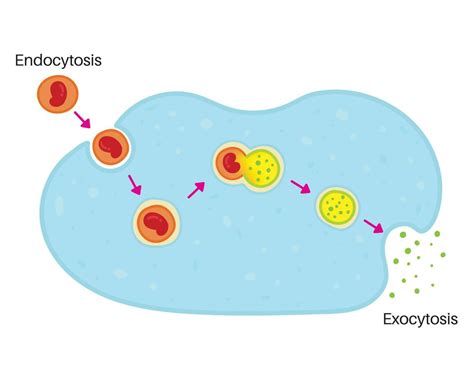Exocytosis Vs Endocytosis Chart