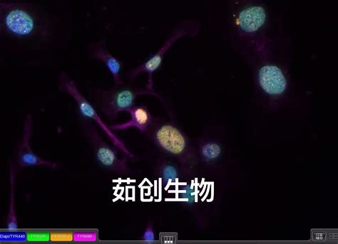 细胞爬片三色多重免疫荧光试剂盒（兔） 上海茹创生物科技有限公司 多色免疫荧光试剂盒 多重免疫组化染色