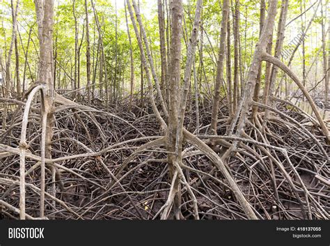 Rhizophora Apiculata Image And Photo Free Trial Bigstock