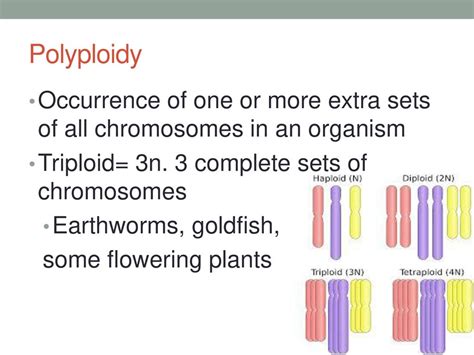 Gene Linkage And Polyploidy Ppt Download