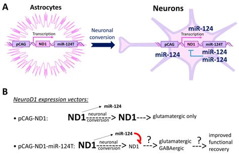 controlling the expression level of the neuronal reprogramming factors