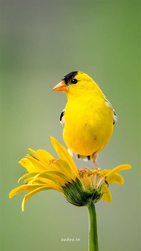 Best 150 Yellow Flowers