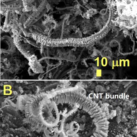 sem micrographs in a b showing the morphological characteristics