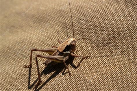 Brown Grasshopper With Stinger