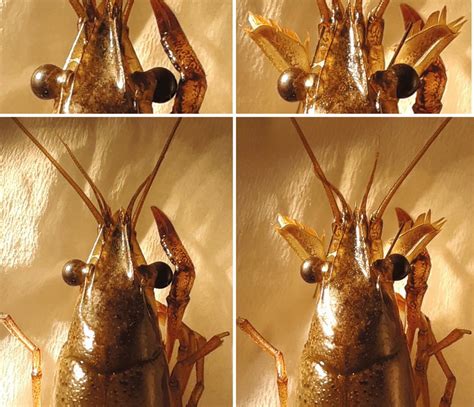 Antennal Gland Crayfish At Brian Iverson Blog