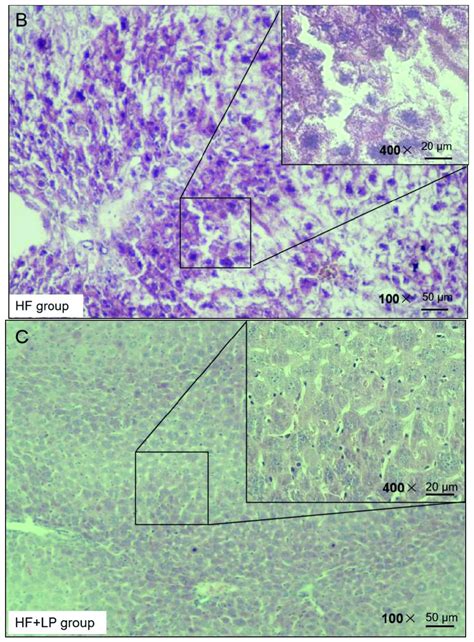 Representative Hande Staining Of Mouse Liver Tissue Download Scientific Diagram