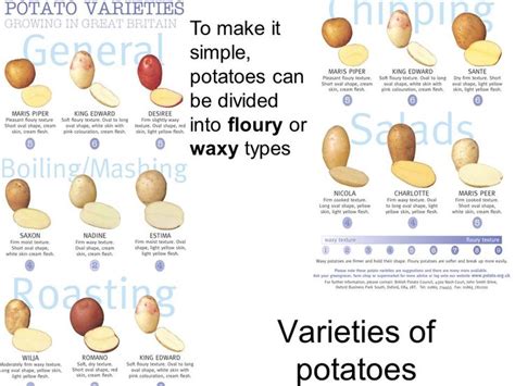 What Are Small Waxy Potatoes At Ninfa Brown Blog