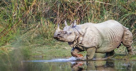 Wildlife In Nepal Wild Frontiers