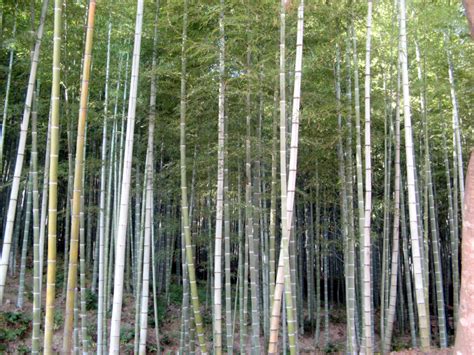 孟宗竹 学名：phyllostachys Heterocycla F Pubescens 科技研花图画书