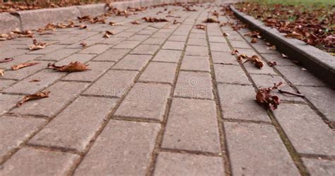A Simple Path Made Of Concrete Tiles During The Autumn Leaf Stock Footage Video Of Tree