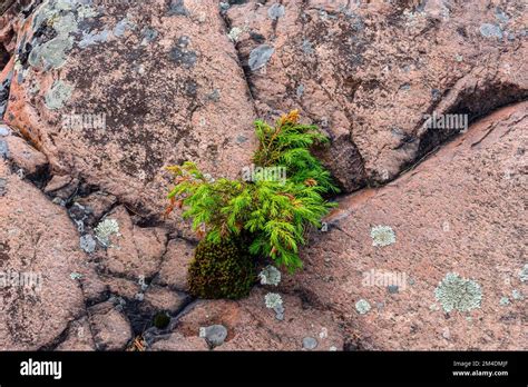 Georgian Bay Shoreline Rocks Juniper Seedling Killarney Provincial Park Ontario Canada Stock