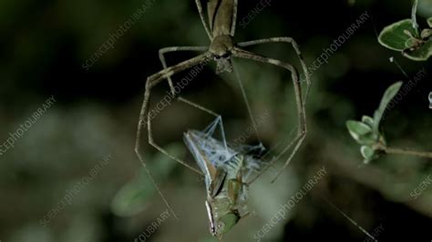 Net Casting Spider With Prey Stock Video Clip K009 1364 Science