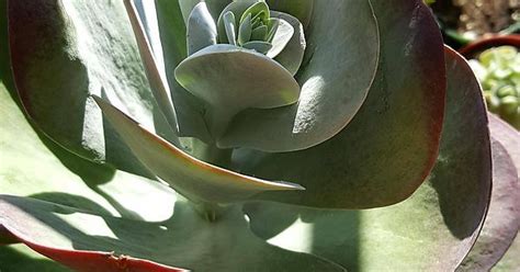 Flowering Flapjack Will He Die Afterwards Imgur