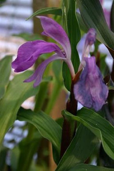 Roscoea Purpurea Peacock