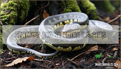 Axanthic Ball Python Morphs Complete Facts Genetics And Care Guide