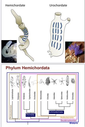 Phylum Hemichordata Echinodermata Flashcards Quizlet