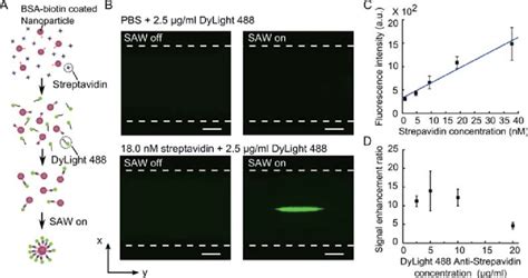 Detection Of Streptavidin Using An Independent Antistreptavidin Download Scientific Diagram