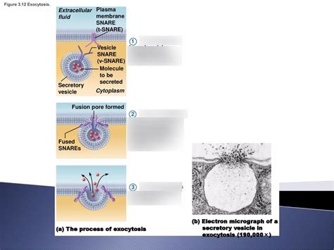 Exocytosis Diagram Quizlet