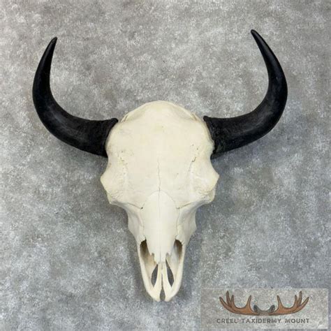 American Buffalo Bison Skull Taxi For Sale Creel Taxidermy