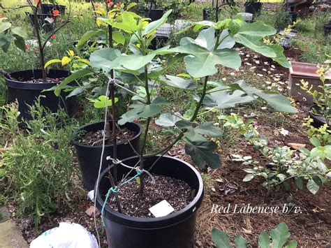 New Fig Addition First Year General Fruit Growing Growing Fruit